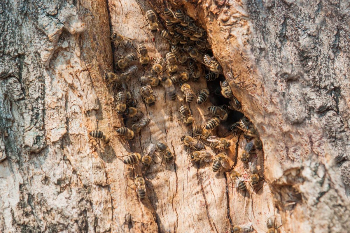 Preserving the bee habitat - Tree Bee Rescue