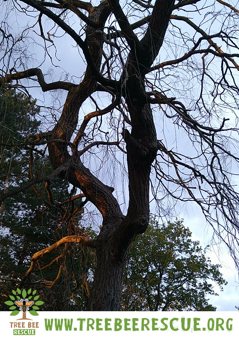 Where are our Tree Bees found? - Tree Bee Rescue