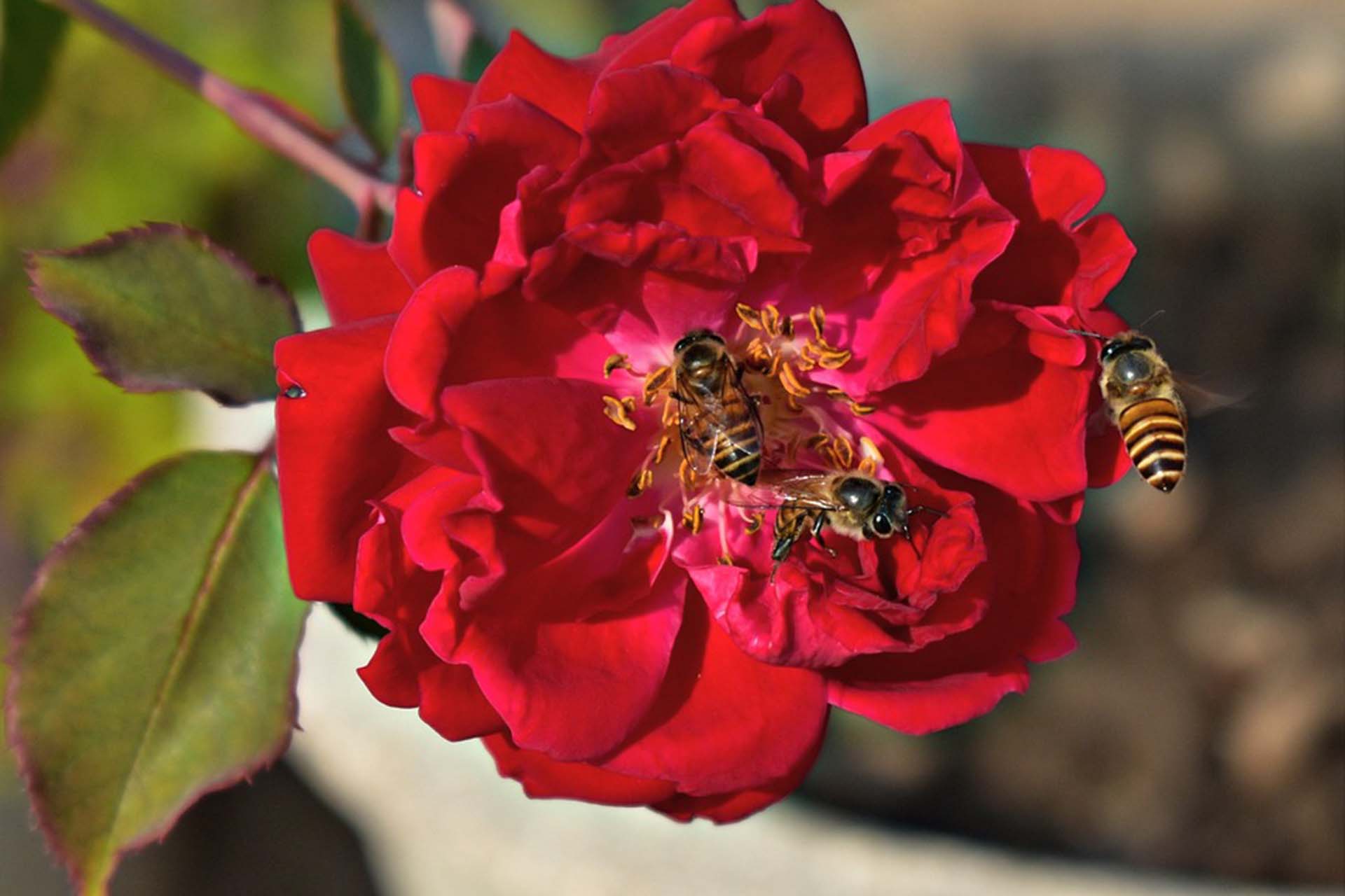 St Valentine's Eco-Love: Cultivating Sustainable Romance with Bees